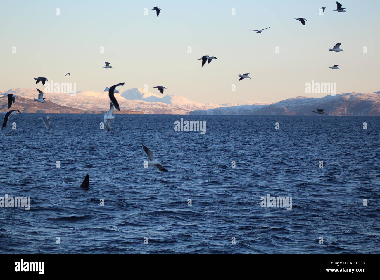 Flock of seagulls flying over orca whale in fjord by Tromso Norway ...