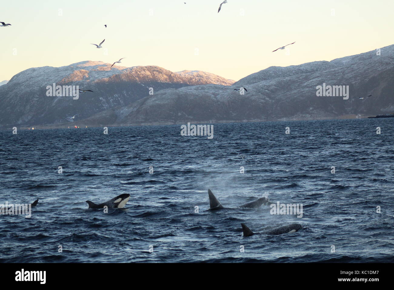 Orca pod circle hi-res stock photography and images - Alamy