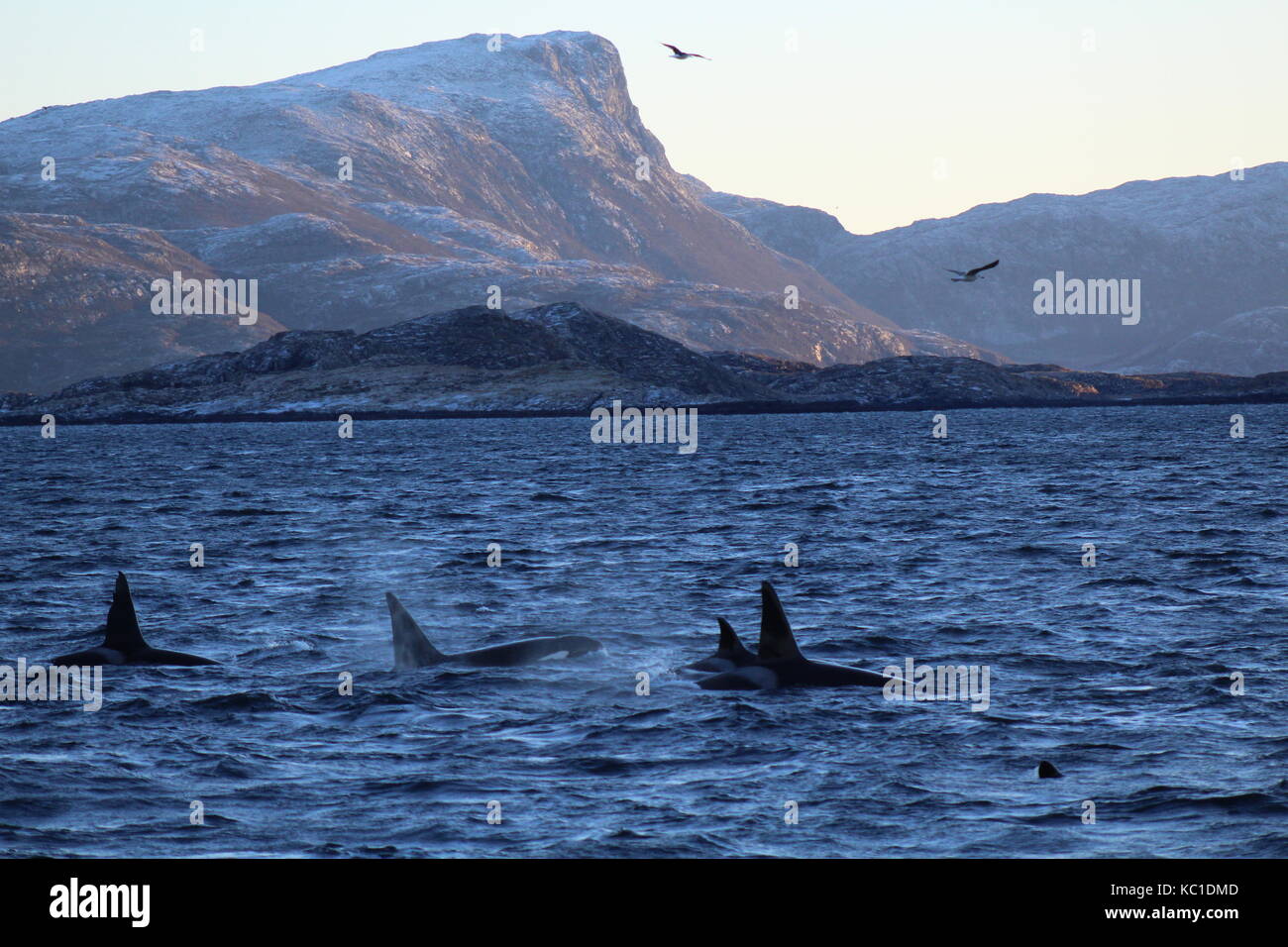 a pod of orcas feeding on the surface of a fjord in norway Stock Photo ...