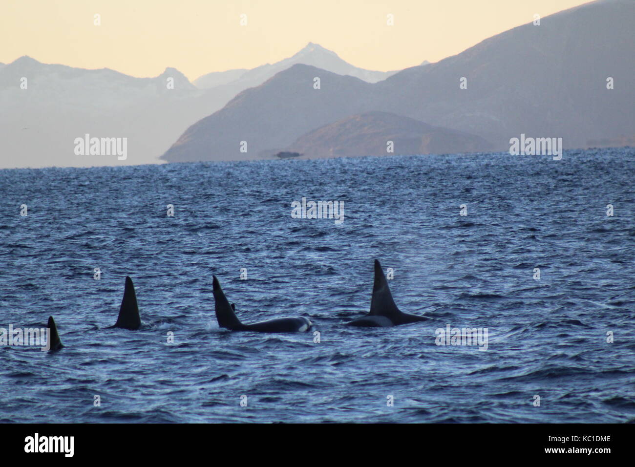a pod of orcas feeding on the surface of a fjord in norway Stock Photo ...