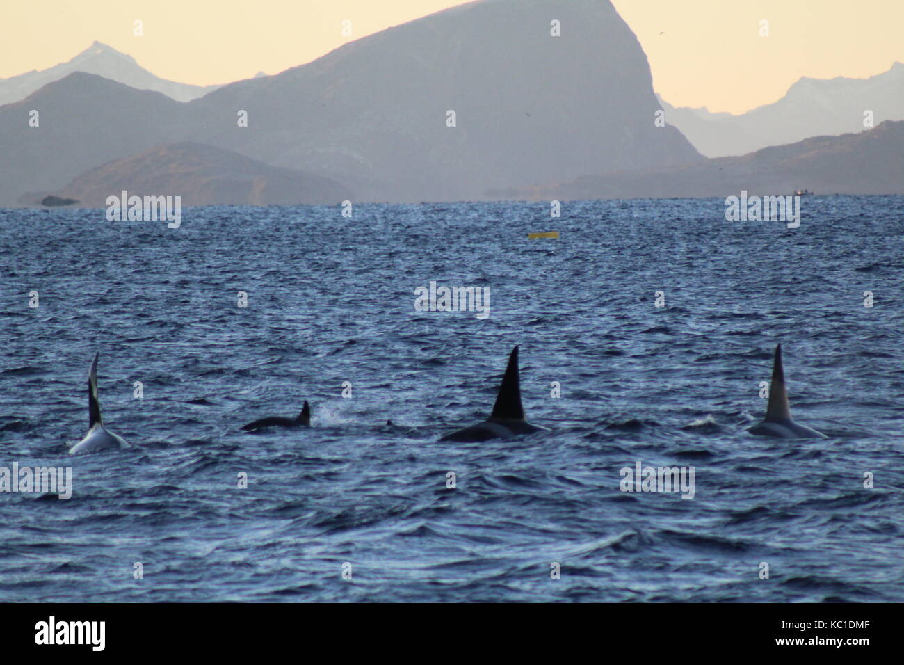 Orca pod circle hi-res stock photography and images - Alamy