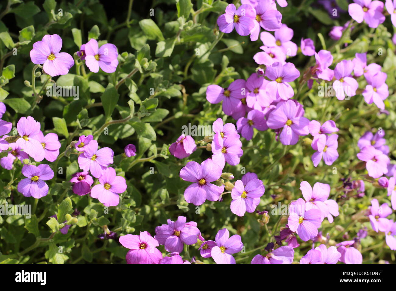 Mass of lilac flowers Stock Photo - Alamy