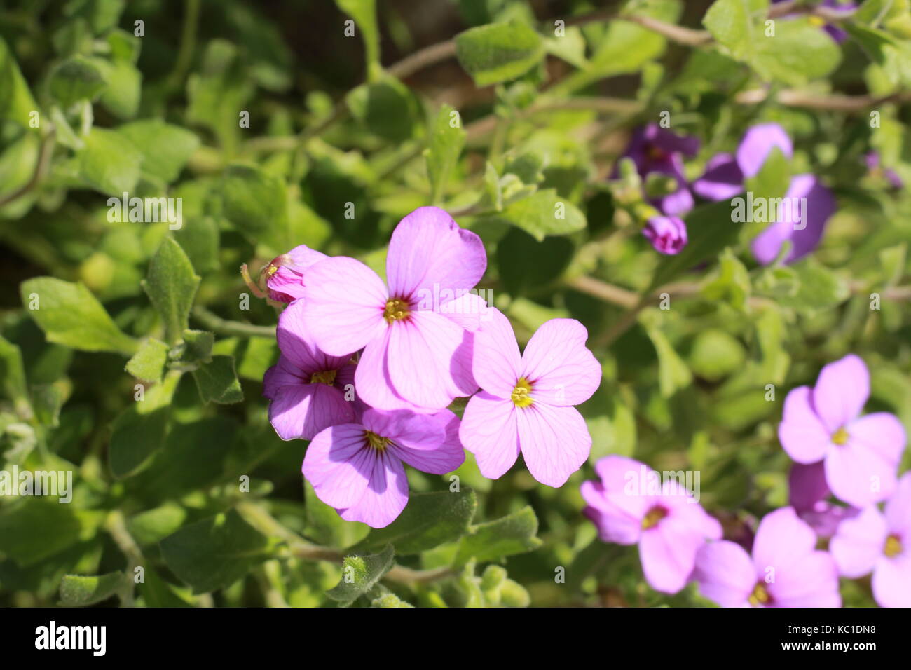 Mass of lilac flowers Stock Photo - Alamy
