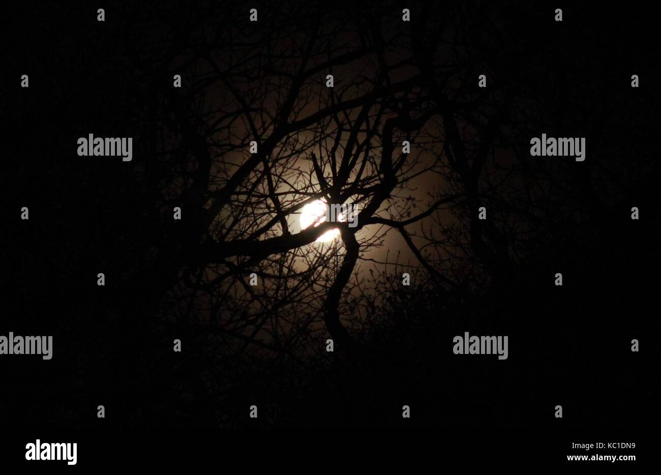 Full moon through the trees Stock Photo - Alamy