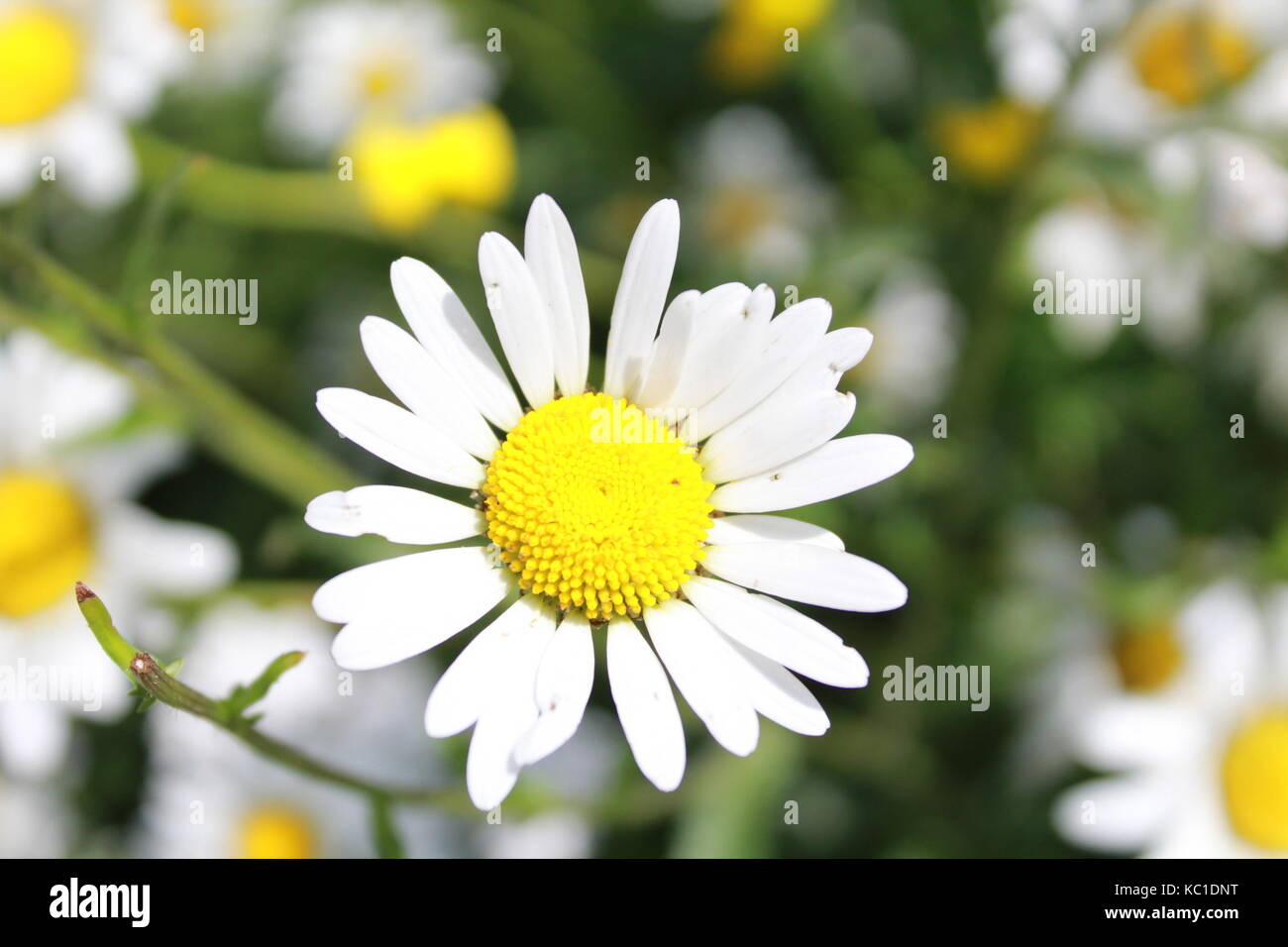 Daisy shadow hi-res stock photography and images - Alamy
