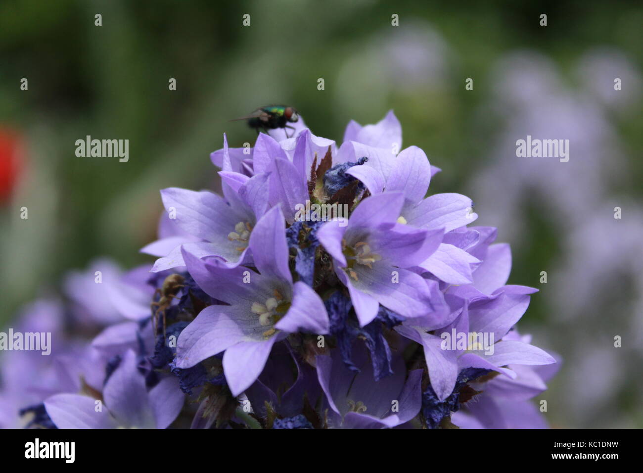 Close up of purple flower with fly Stock Photo - Alamy