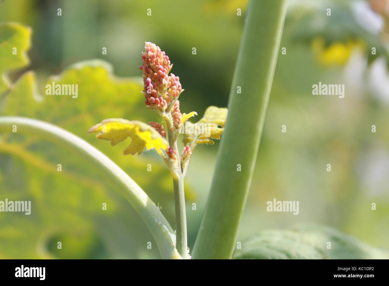 Close up of small red flower Stock Photo - Alamy