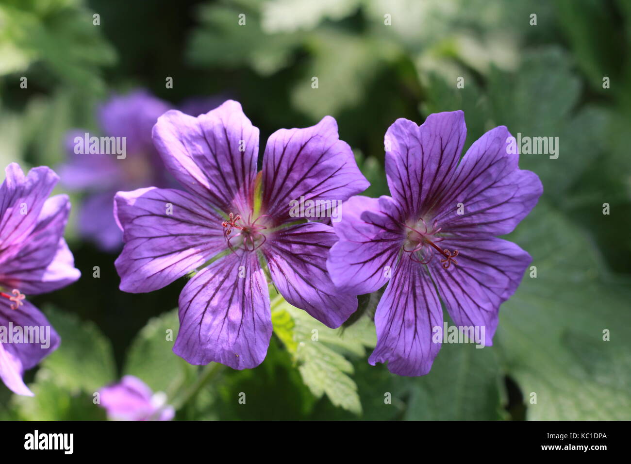 close up of purple flower Stock Photo - Alamy