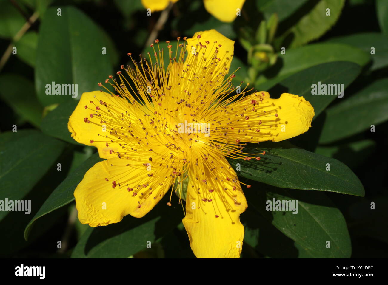 Close up of yellow flower Stock Photo - Alamy