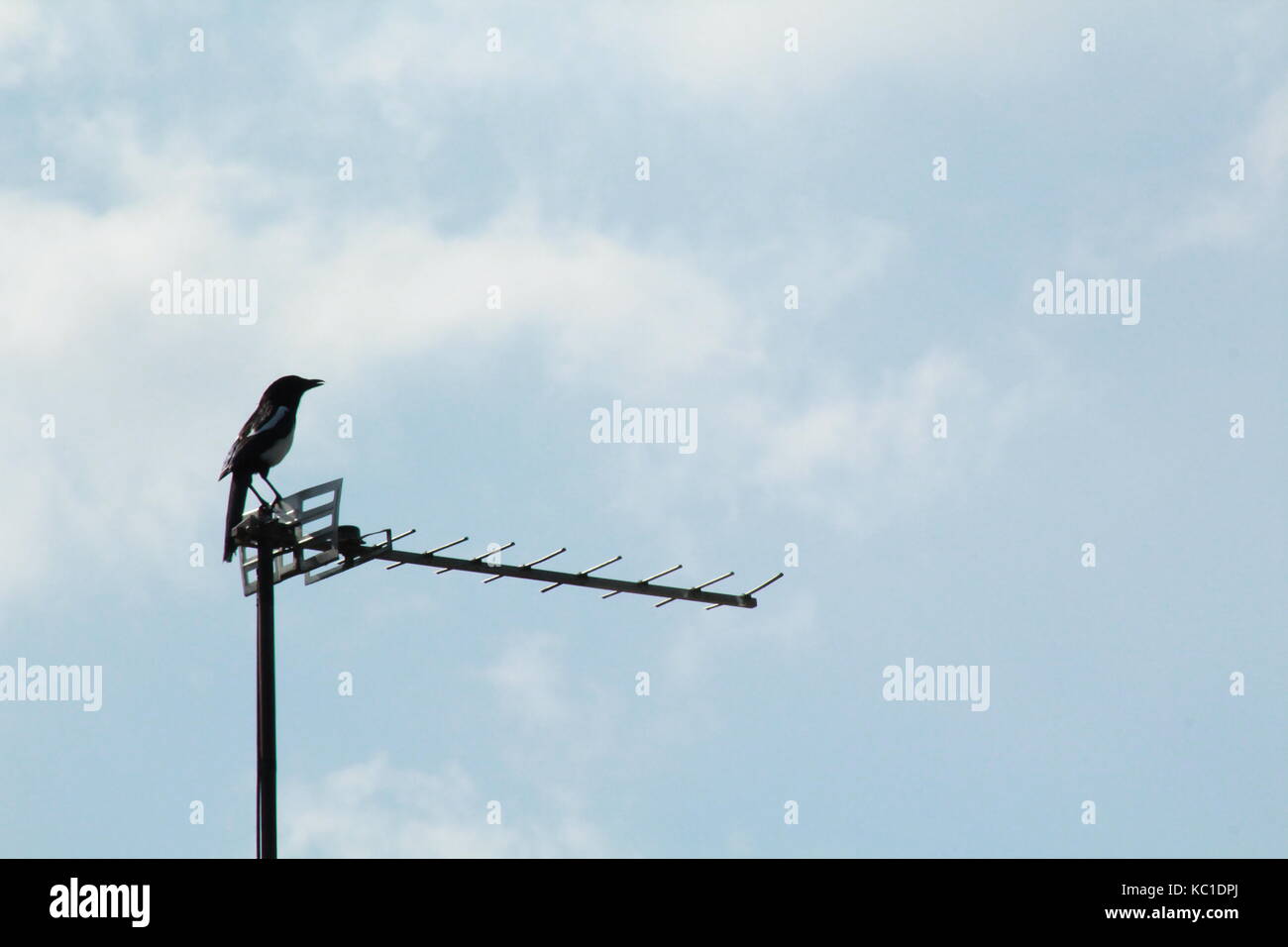 British bird magpie hi-res stock photography and images - Alamy
