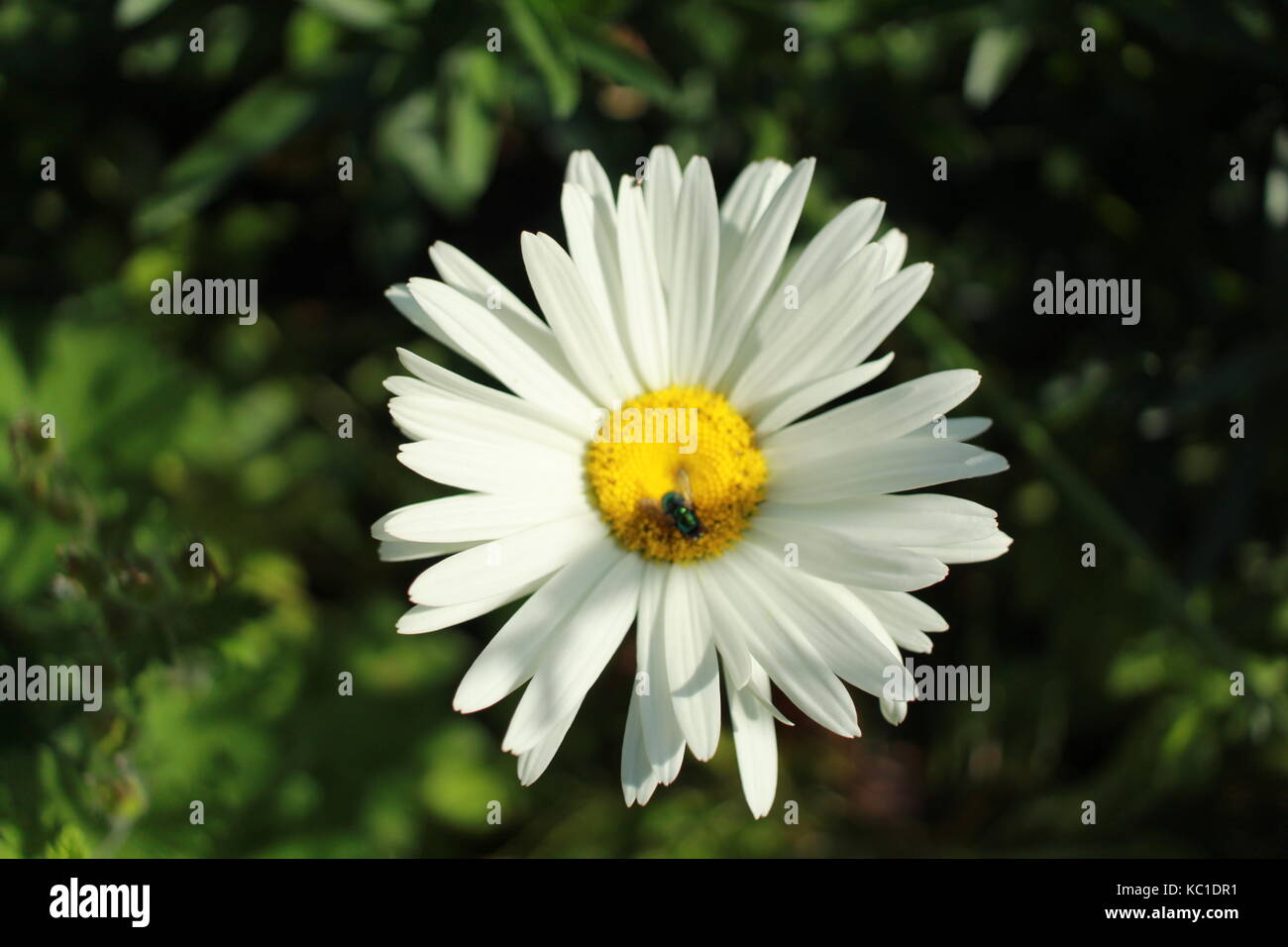Daisy sunlight petals hi-res stock photography and images - Alamy