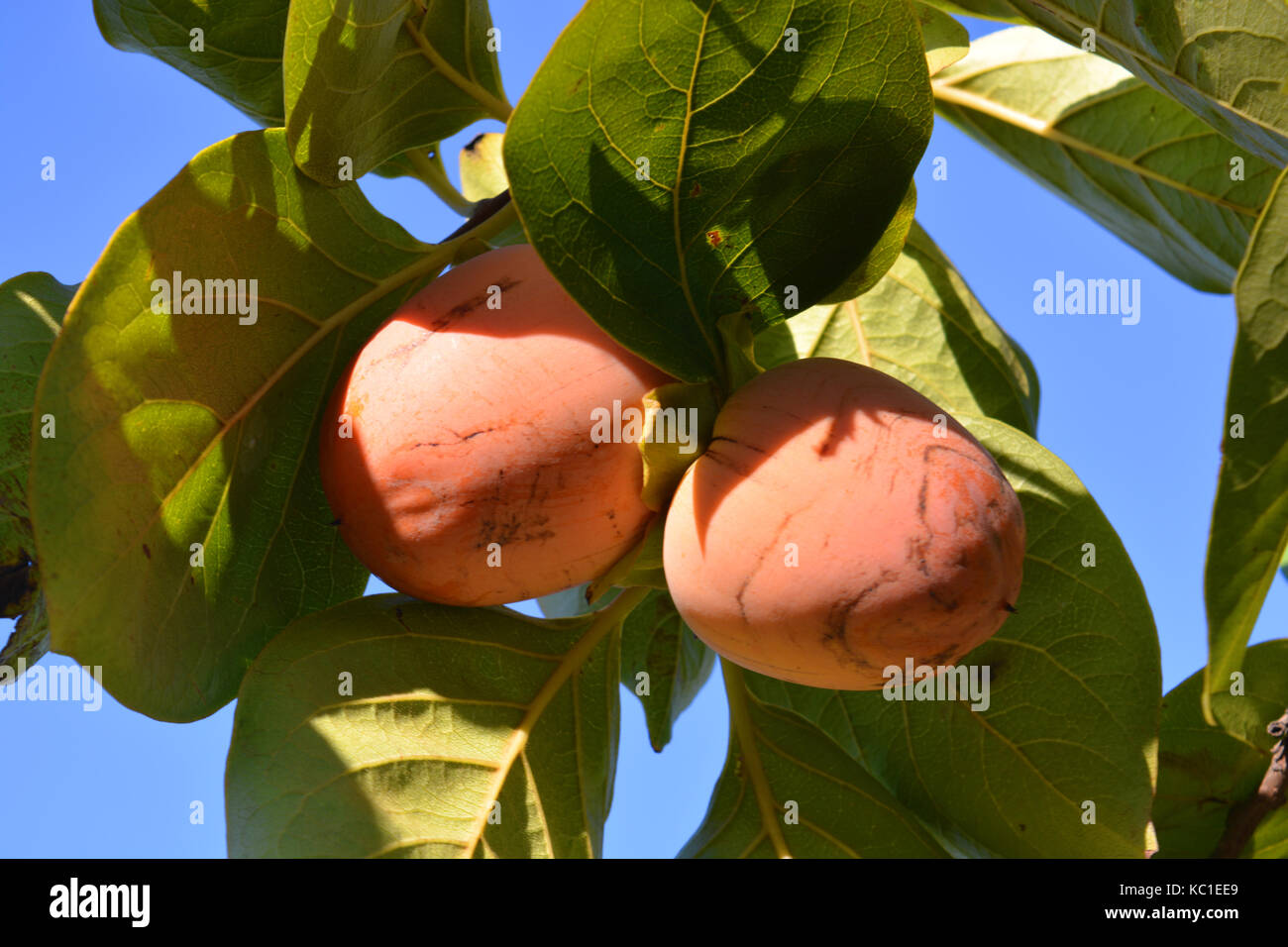 Sharon fruit hi-res stock photography and images - Alamy