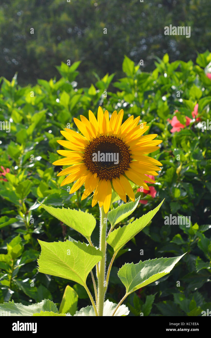 Russian giant sunflower hi-res stock photography and images - Alamy