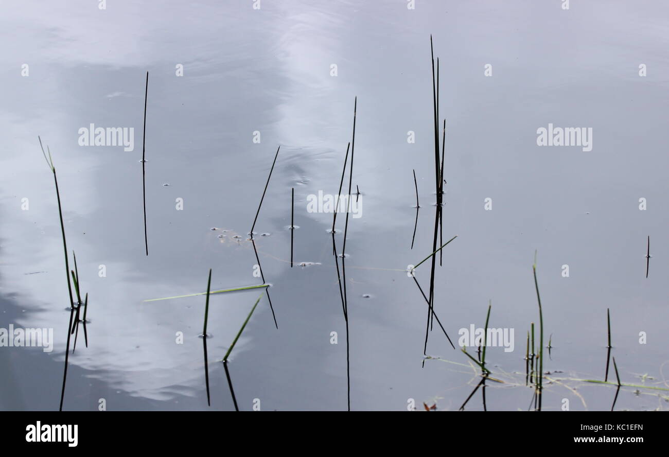 Pond with reeds hi-res stock photography and images - Alamy