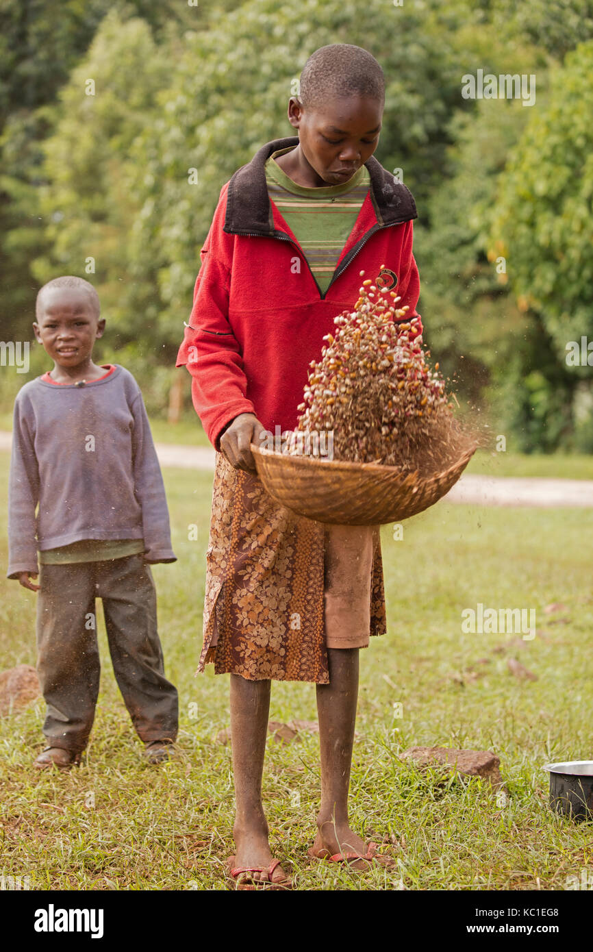 Girl winnowing beans, Kenya Stock Photo - Alamy