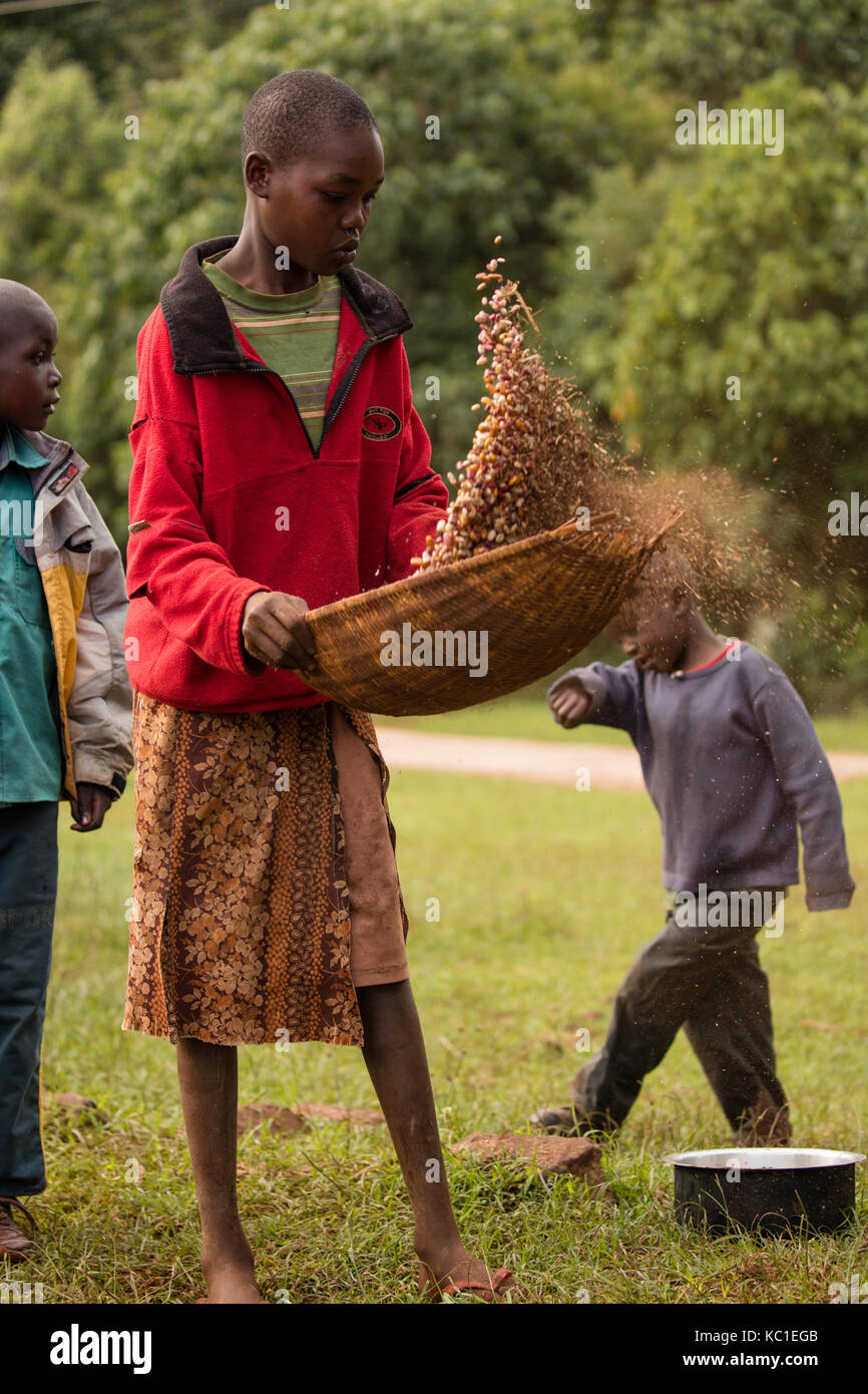 Girl winnowing beans, Kenya Stock Photo - Alamy