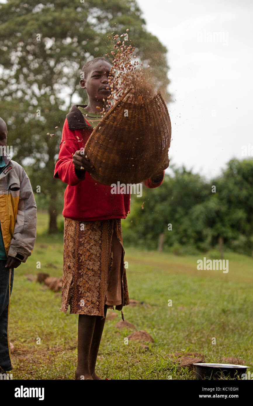 Girl winnowing beans, Kenya Stock Photo - Alamy