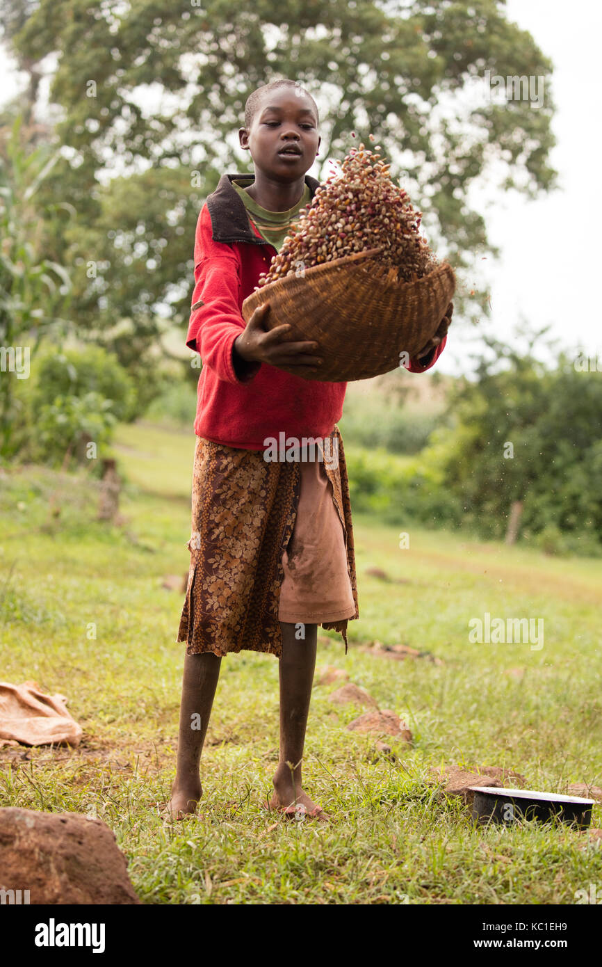 Girl winnowing beans, Kenya Stock Photo - Alamy