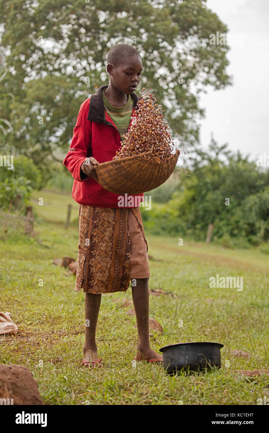 Girl winnowing beans, Kenya Stock Photo - Alamy