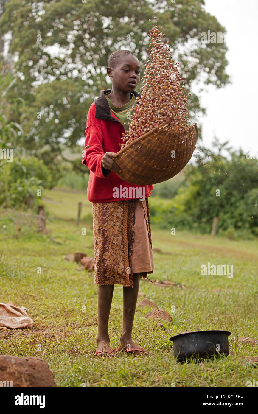 Girl winnowing beans, Kenya Stock Photo - Alamy