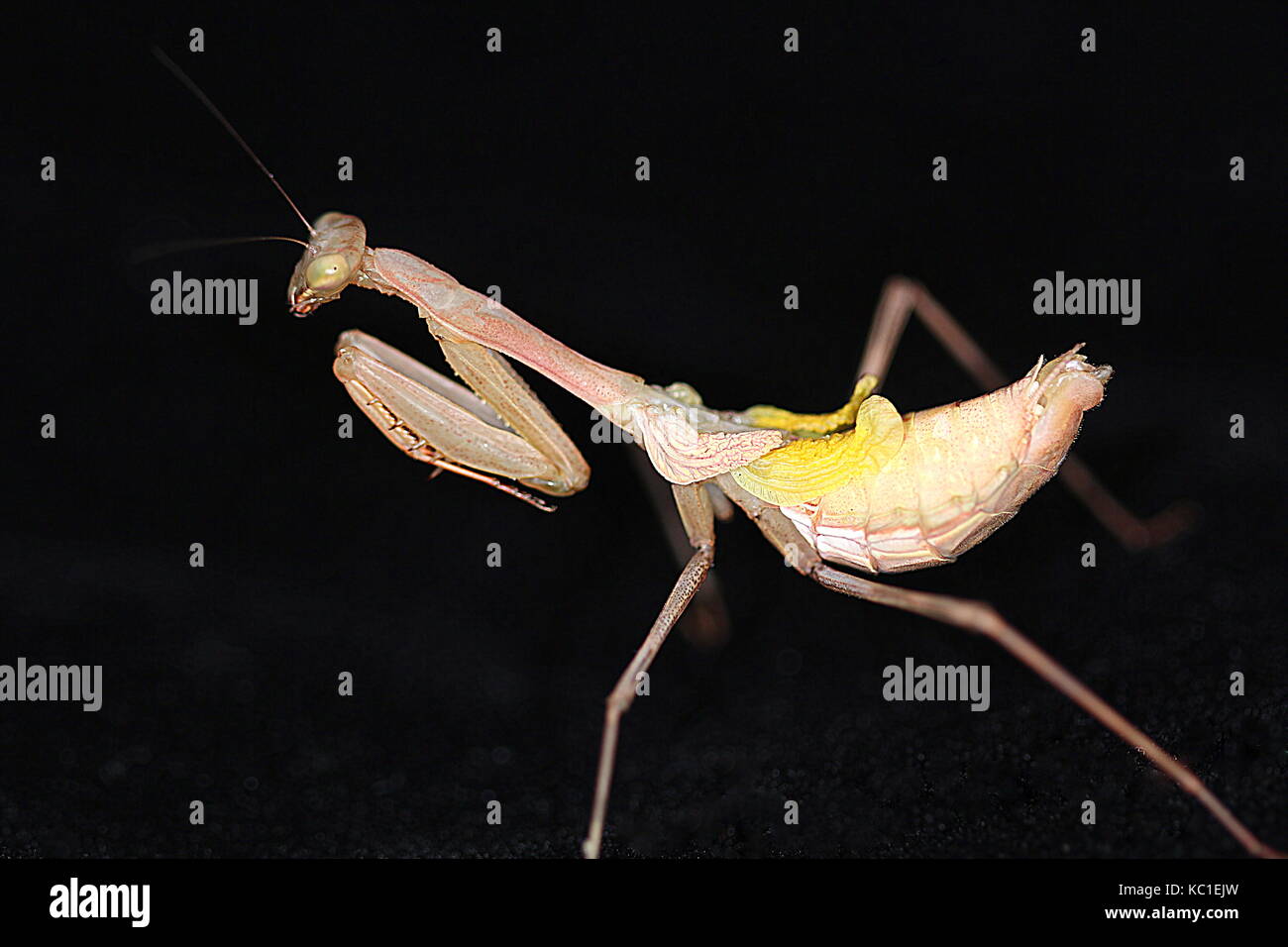 African Mantis Stock Photos & African Mantis Stock Images - Alamy