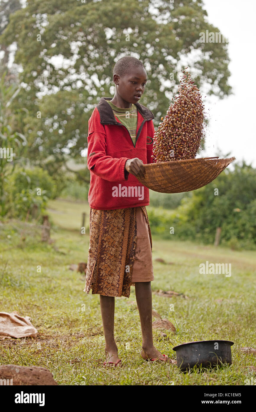 Girl winnowing beans, Kenya Stock Photo - Alamy