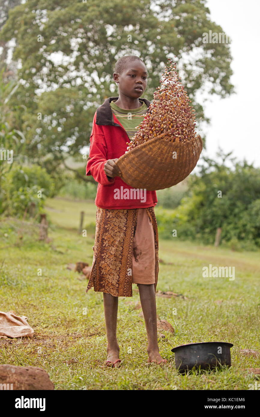 Girl winnowing beans, Kenya Stock Photo - Alamy