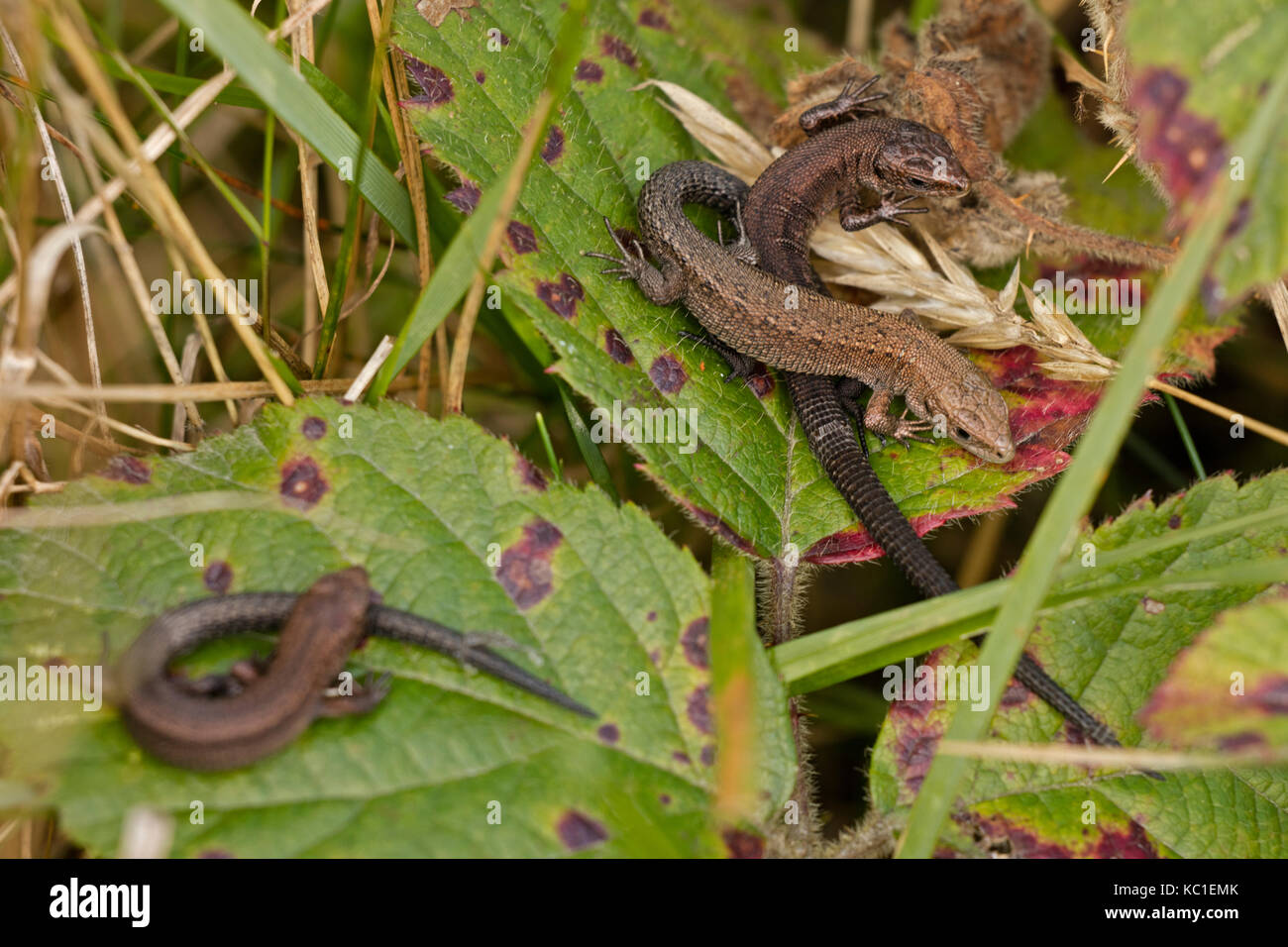 Common lizard (Lacerta vivipara), young basking, Herefordshire, England ...