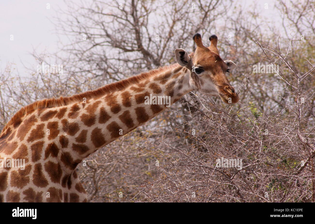 Giraffe acacia trees hi-res stock photography and images - Alamy