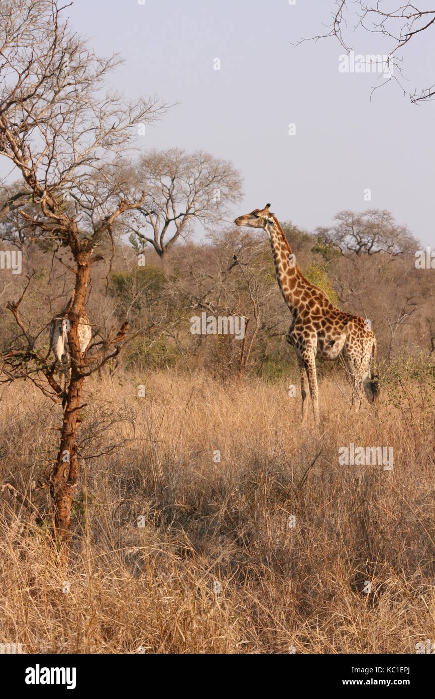 Giraffes in the Kruger National Park, South Africa Stock Photo - Alamy