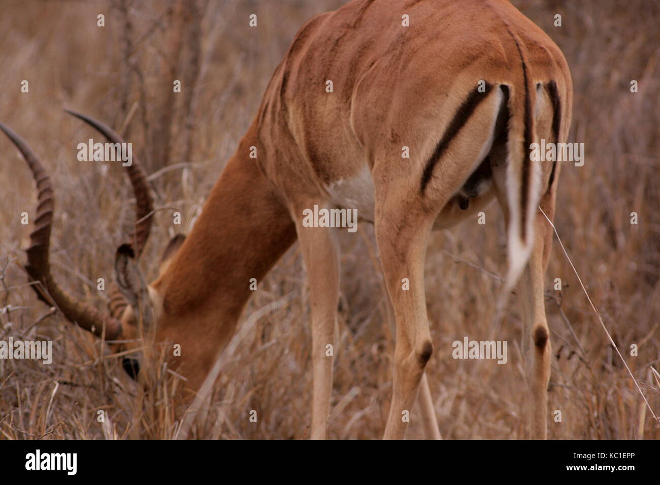 Wild Impala grazing in the Kruger National Park, South Africa Stock ...