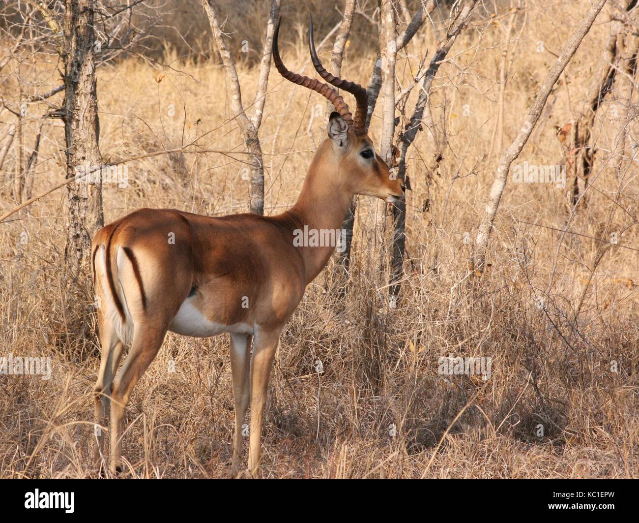 Male Impala in the Kruger National Park, South Africa Stock Photo - Alamy