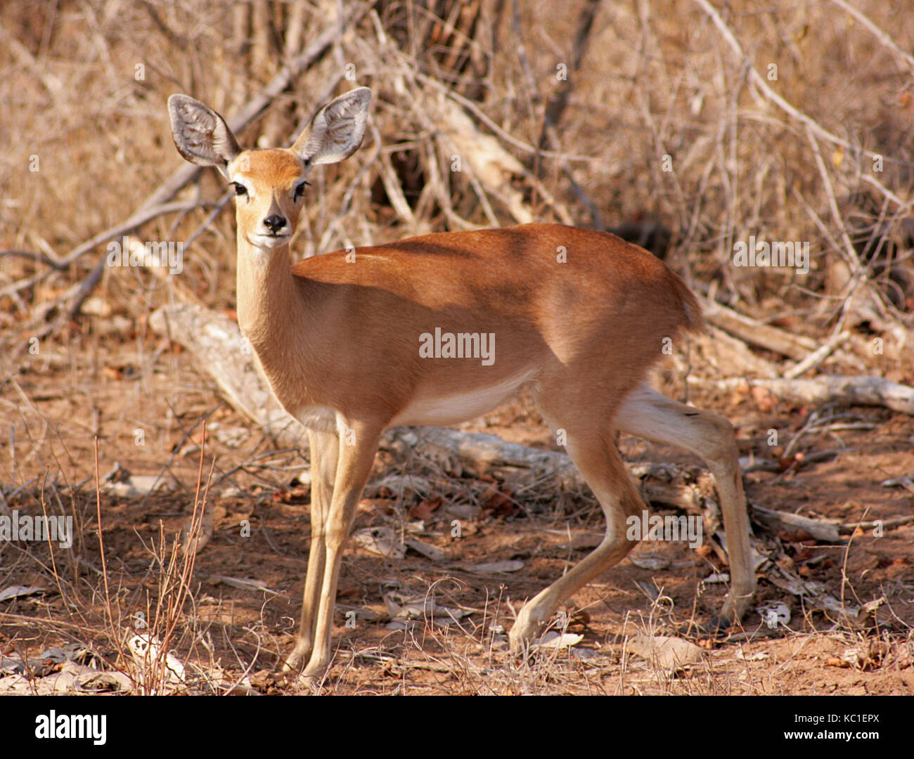 Female Impala in the Kruger National Park, South Africa Stock Photo - Alamy