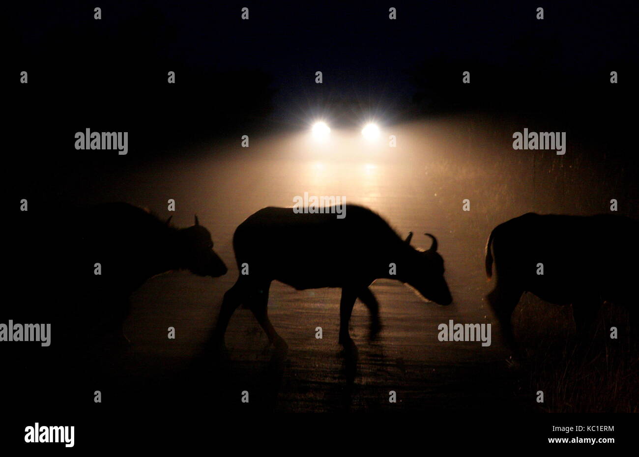 Train and buffalo hi-res stock photography and images - Alamy