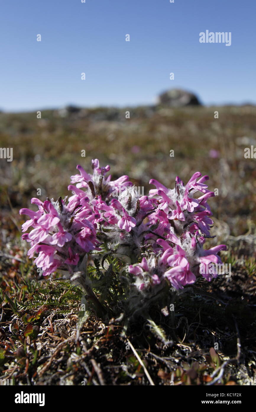 Close-up of a woolly lousewort (Pedicularis lanata) on the Canadian ...