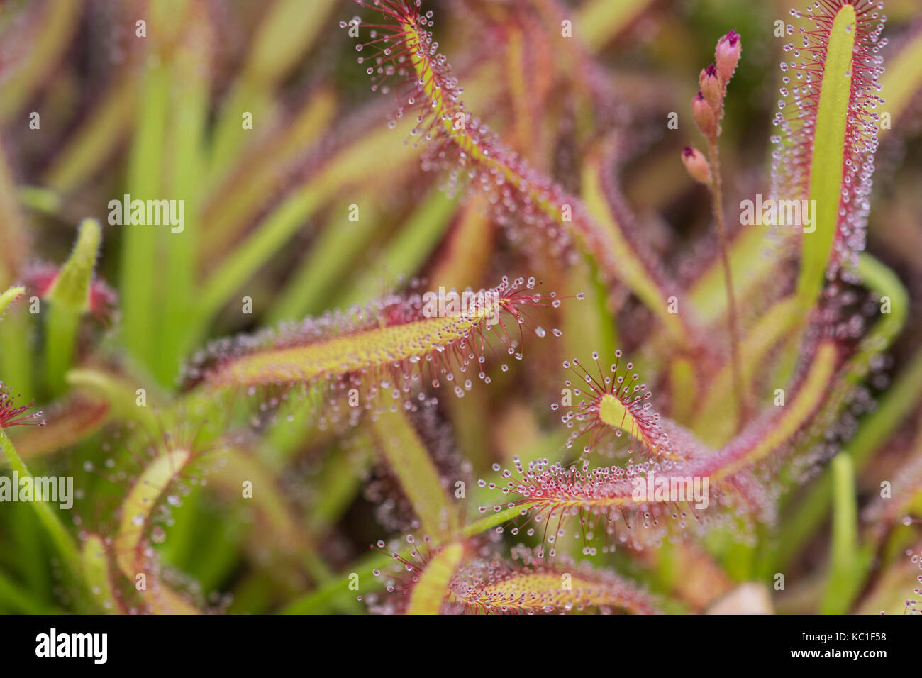 Drosera Capensis close-up view Stock Photo - Alamy