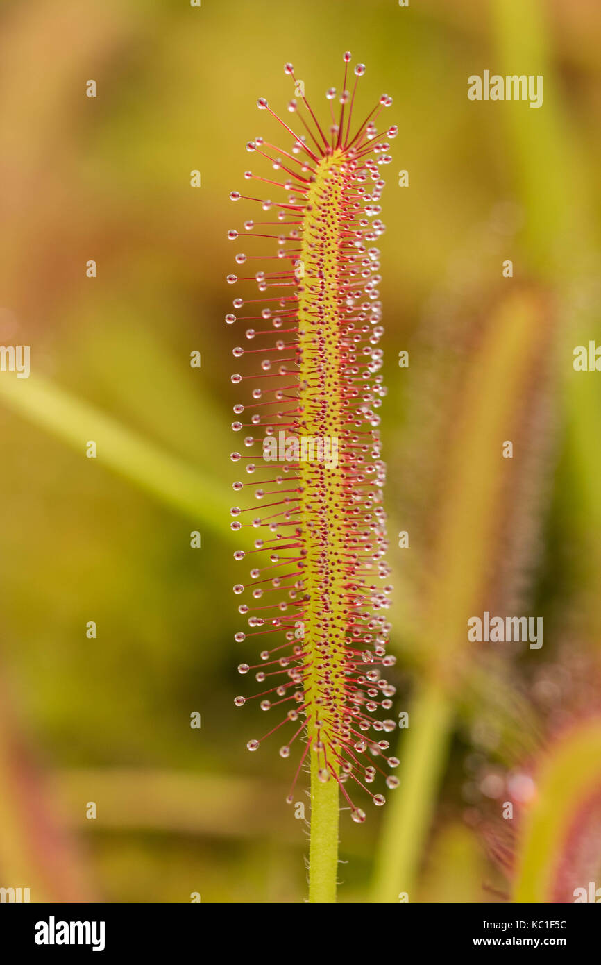 Drosera Capensis close-up view Stock Photo - Alamy