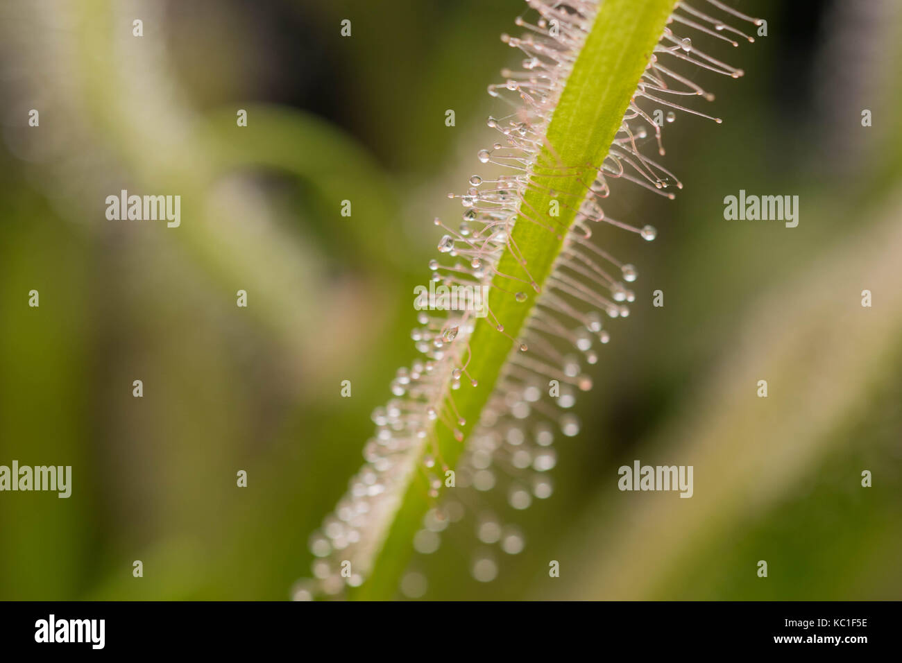 Drosera Capensis alba close-up view Stock Photo - Alamy