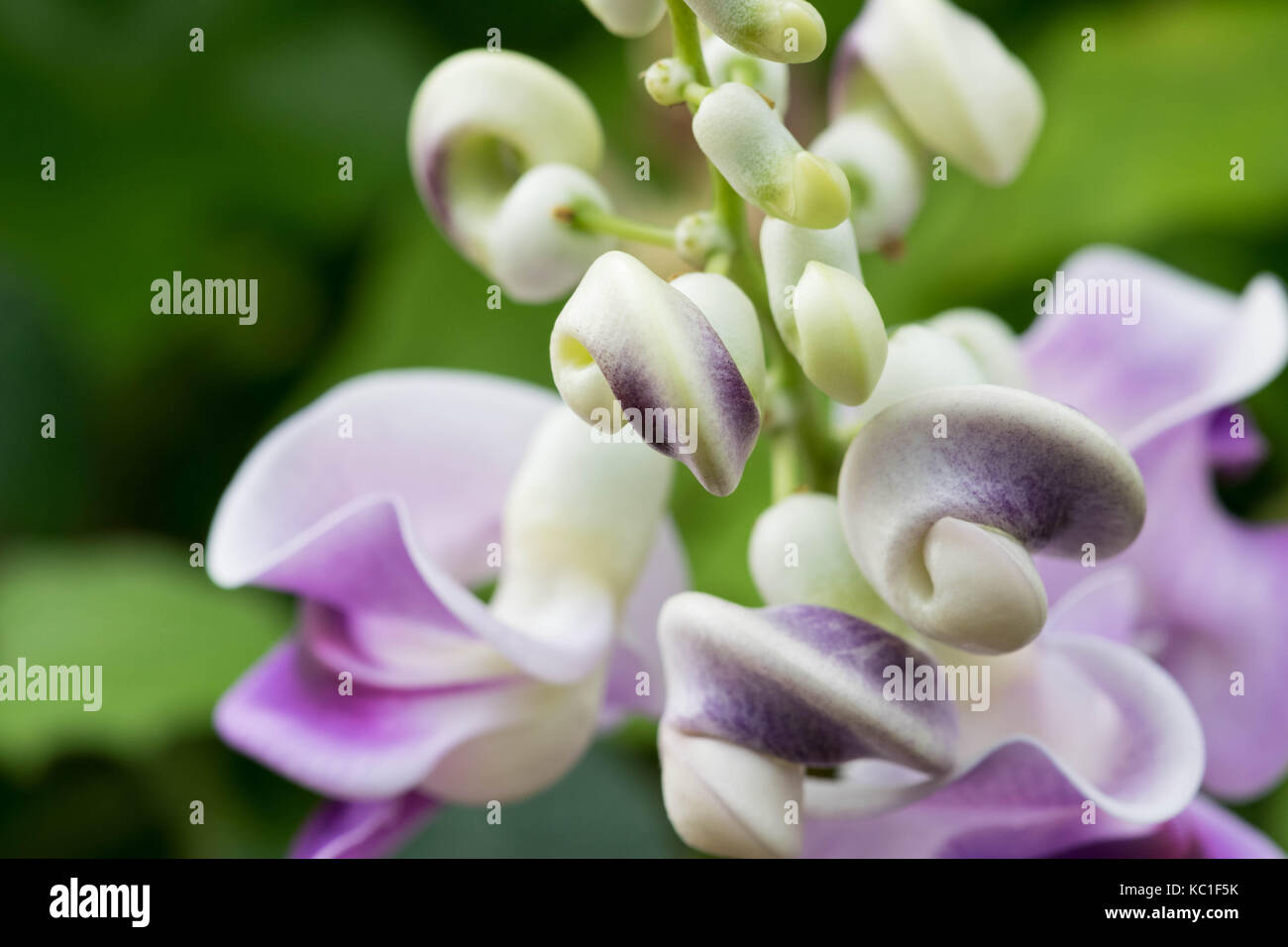 Vigna Caracalla close up, known as Snailflower, with amazing scent ...