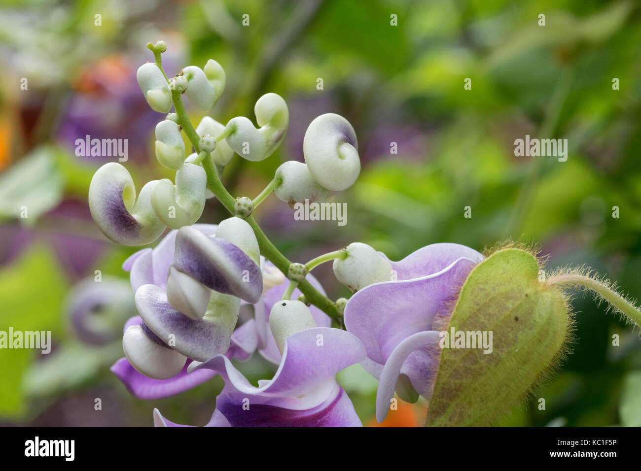 Vigna Caracalla close up, known as Snailflower, with amazing scent ...
