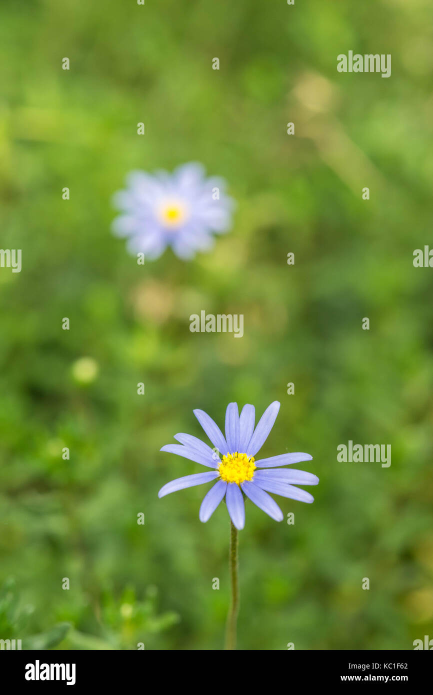 Felicia amelloides, blue Daisy closeup Stock Photo - Alamy