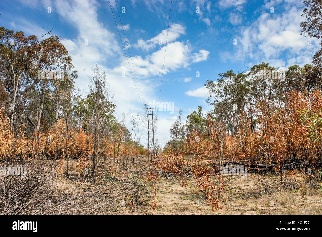Bush Fire Aftermath Queensland Stock Photo - Alamy