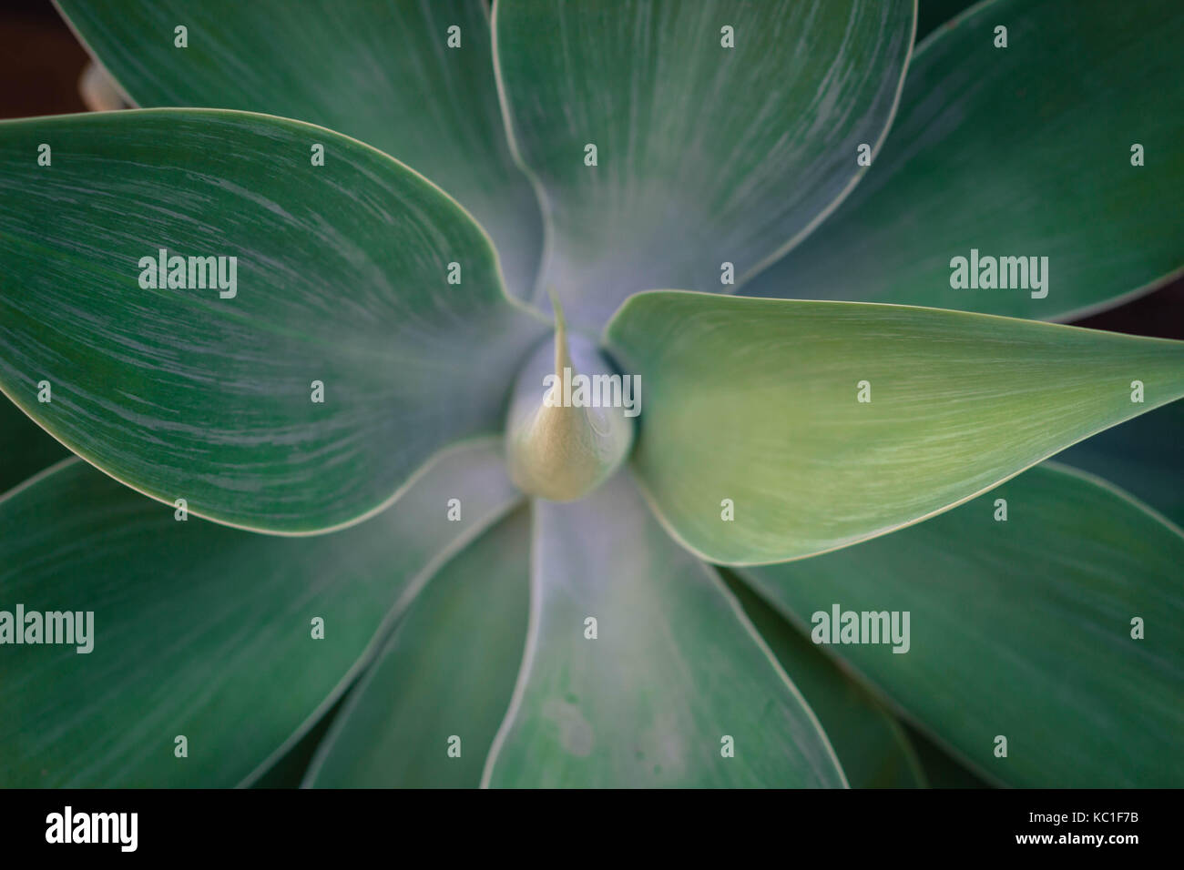 Phallic plant hi-res stock photography and images - Alamy