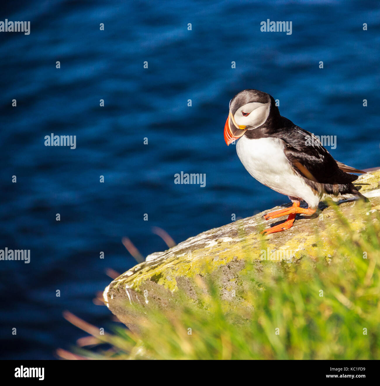 Puffin Walking Wildlife High Resolution Stock Photography and Images - Alamy