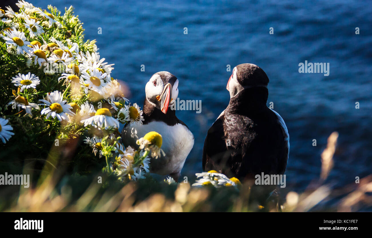 Male Puffin standing next to flower bushes in front of female puffin ...