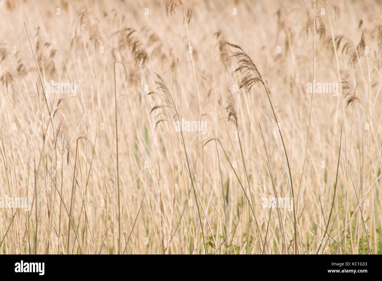 Gosforth Park Nature Reserve Stock Photo - Alamy