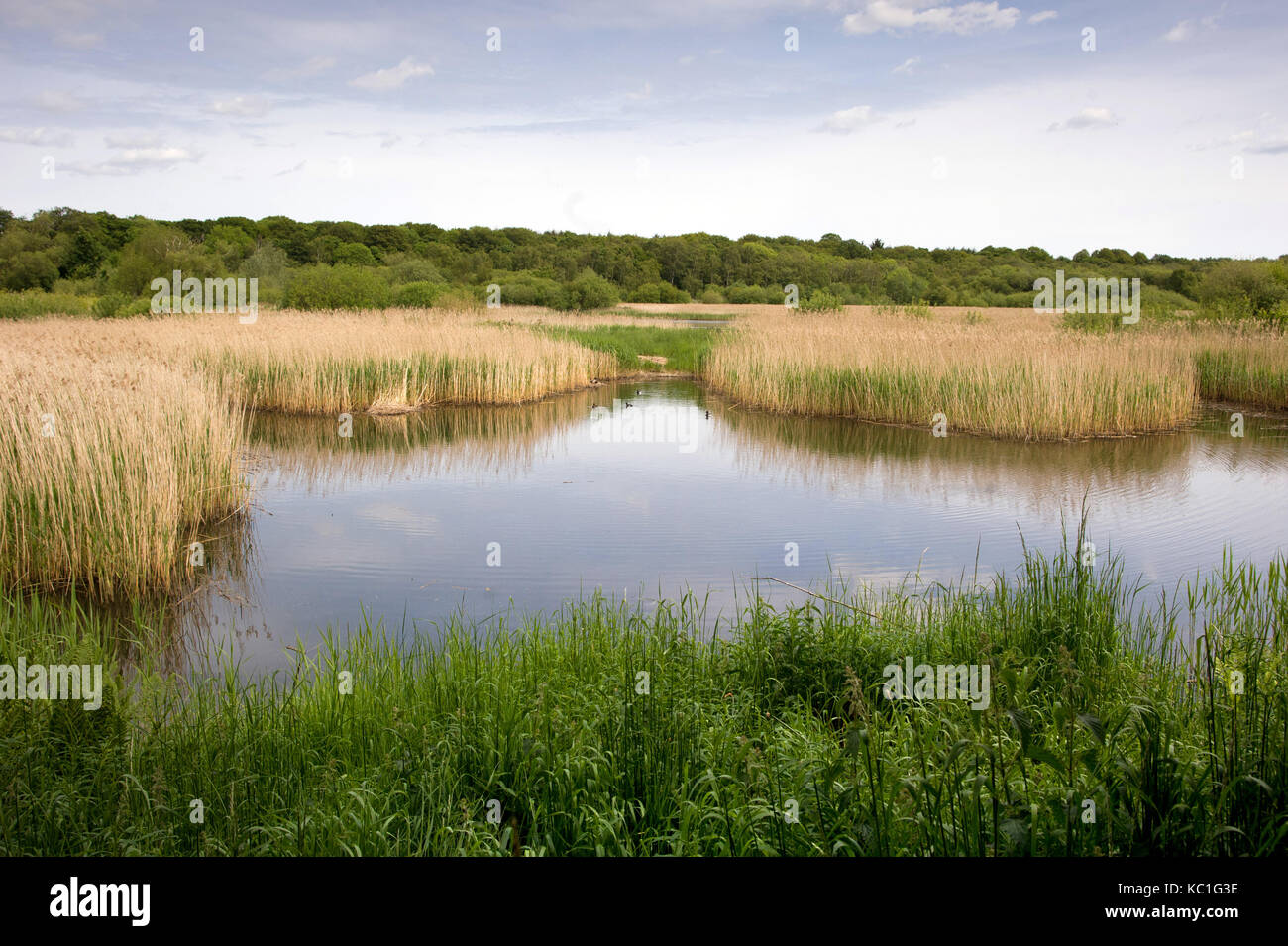 Gosforth hi-res stock photography and images - Alamy