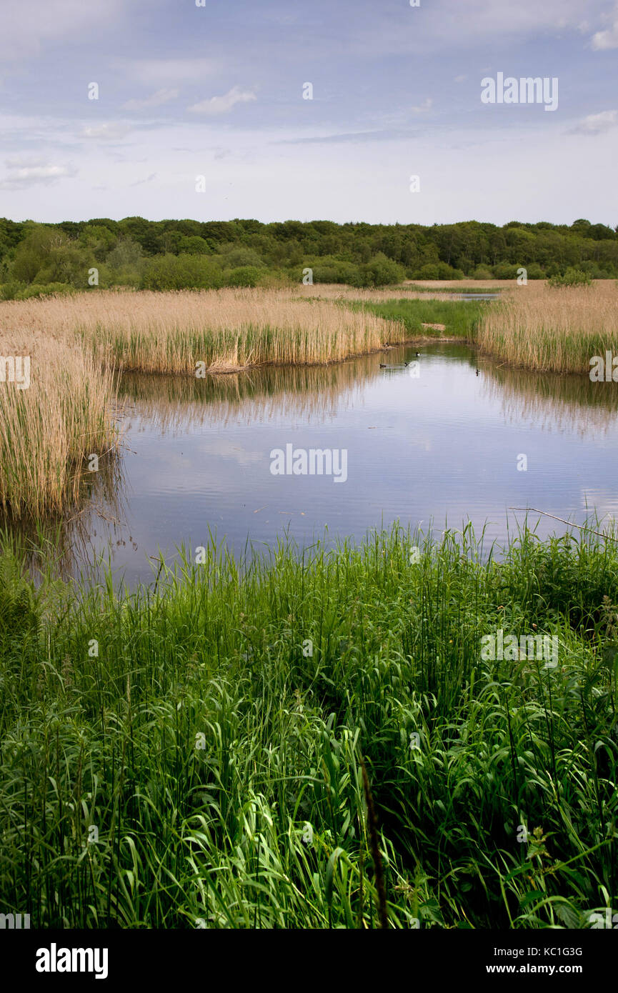 Gosforth Park Nature Reserve Stock Photo - Alamy