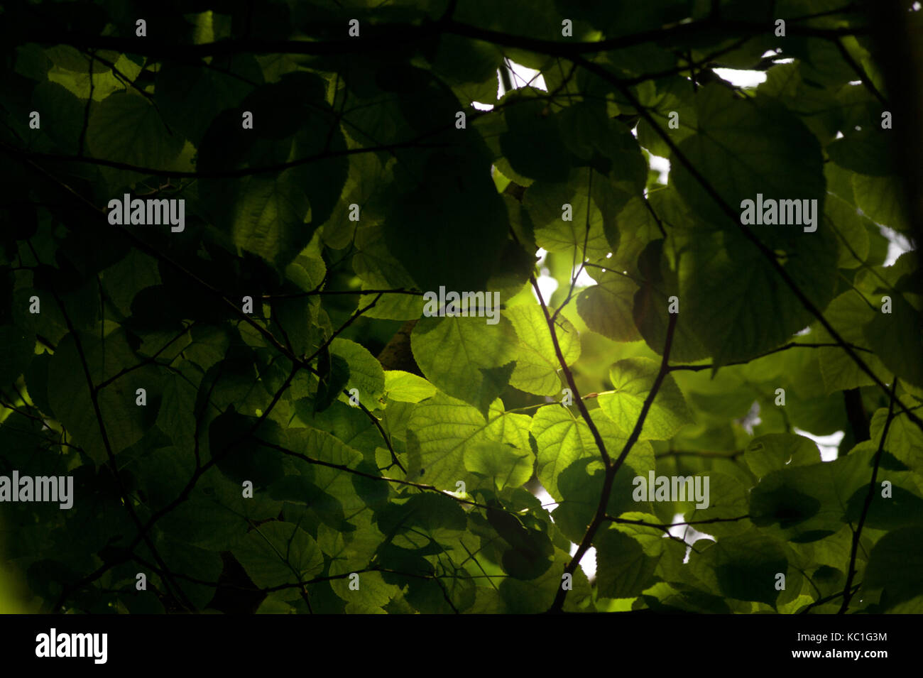 Gosforth Park Nature Reserve Stock Photo - Alamy