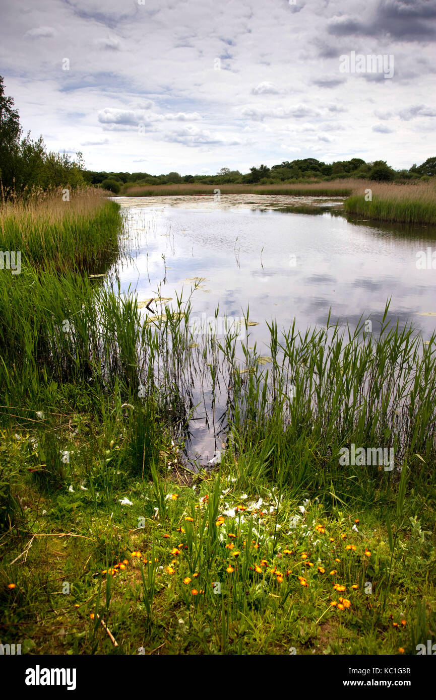 Gosforth Park Nature Reserve Stock Photo - Alamy